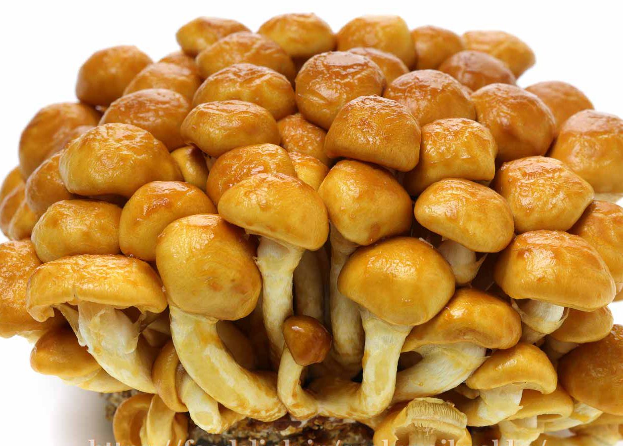 今週の野菜 令和8年1月19日～1月25日 | 晴屋